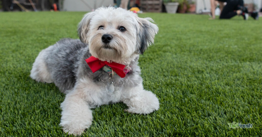 Clean Turf, Happy Tails: Boosting Rescue Center Appeal